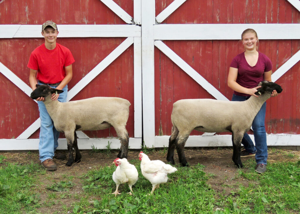 Stang siblings set to sell 4-H animals at online auction - Salamanca ...