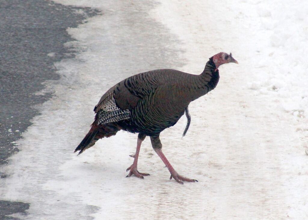 Turkey Lurkey on the lookout - Salamanca Free Press