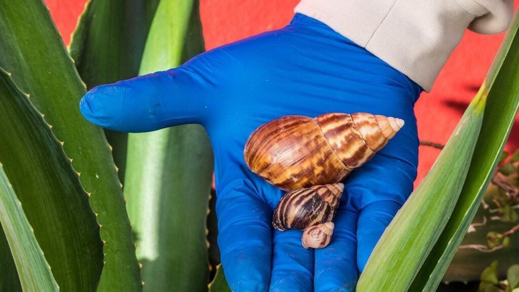 What you need to know before becoming a collector of live insects or ...