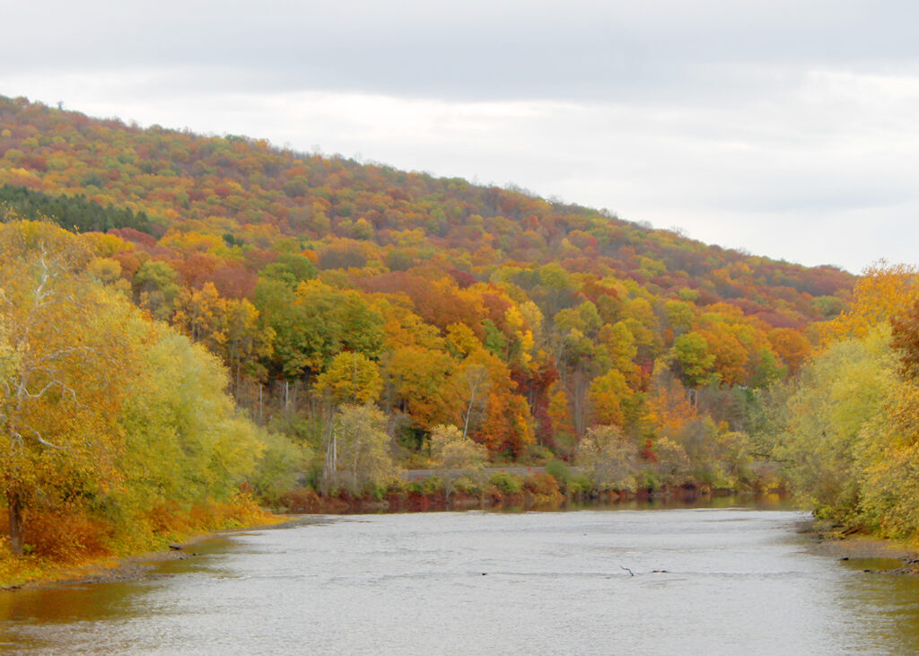 Final local leaf-peeping opportunity of the year is here - Salamanca ...