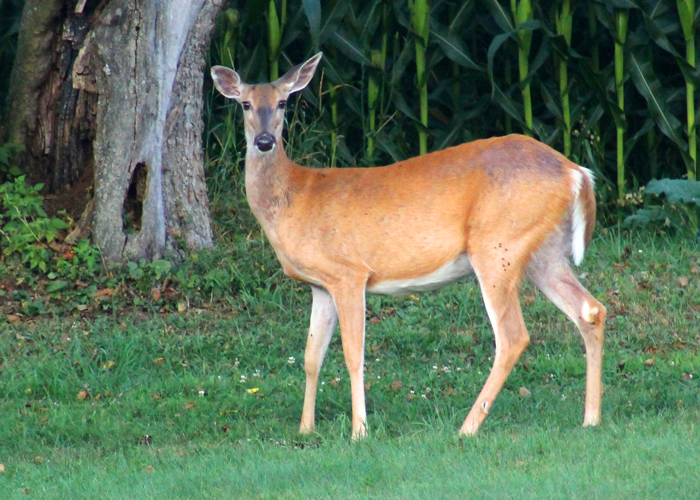 New York finalizes new deer hunting regs — with 2nd buck tag system ...